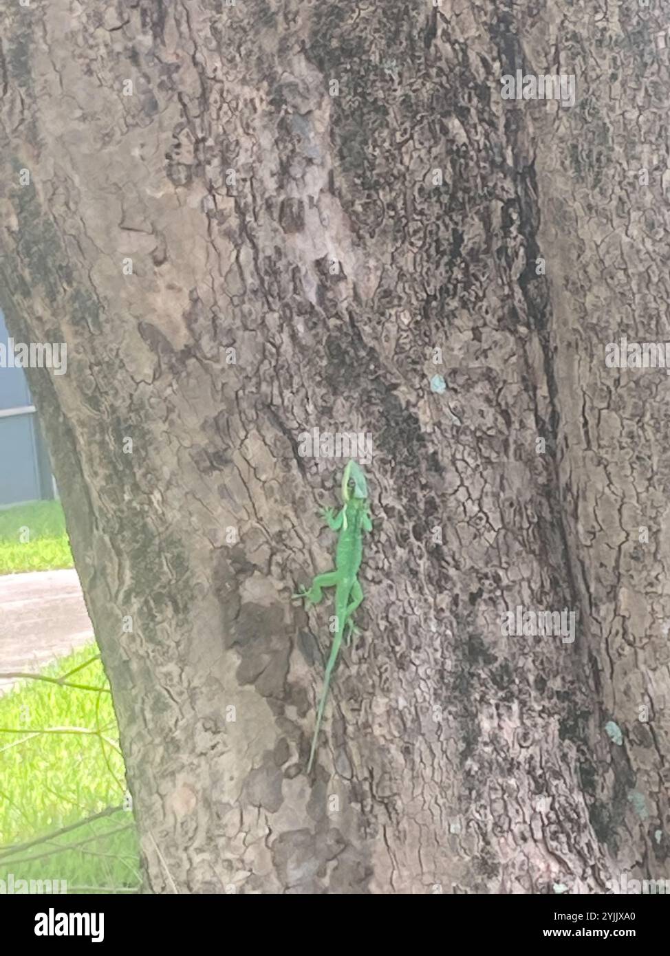 Knight Anole (Anolis equestris Stock Photo - Alamy
