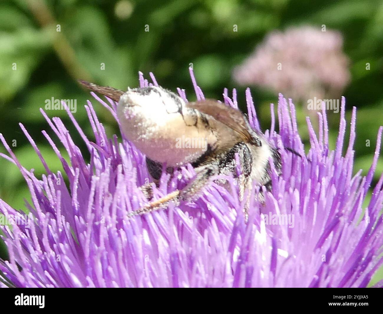Megachile inermis hi-res stock photography and images - Alamy