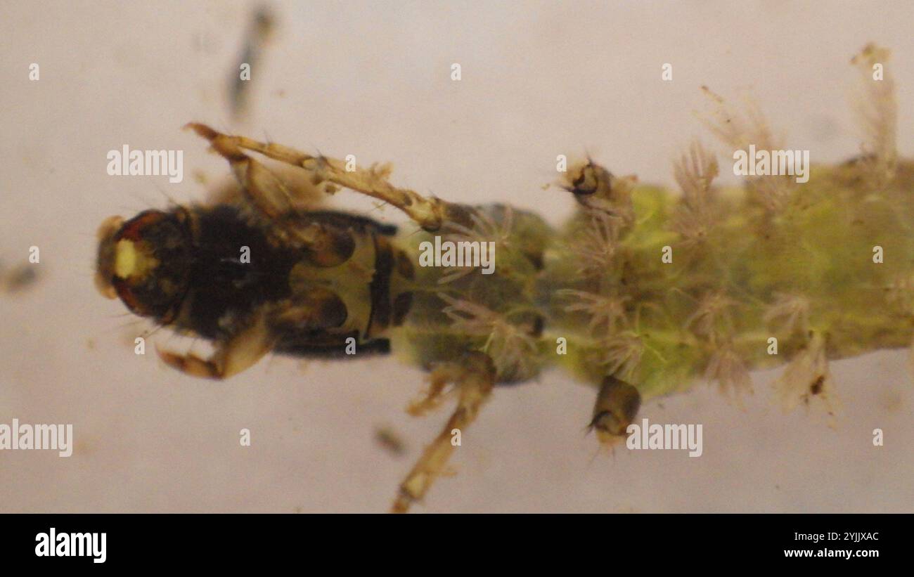 Hydropsyche hi-res stock photography and images - Alamy