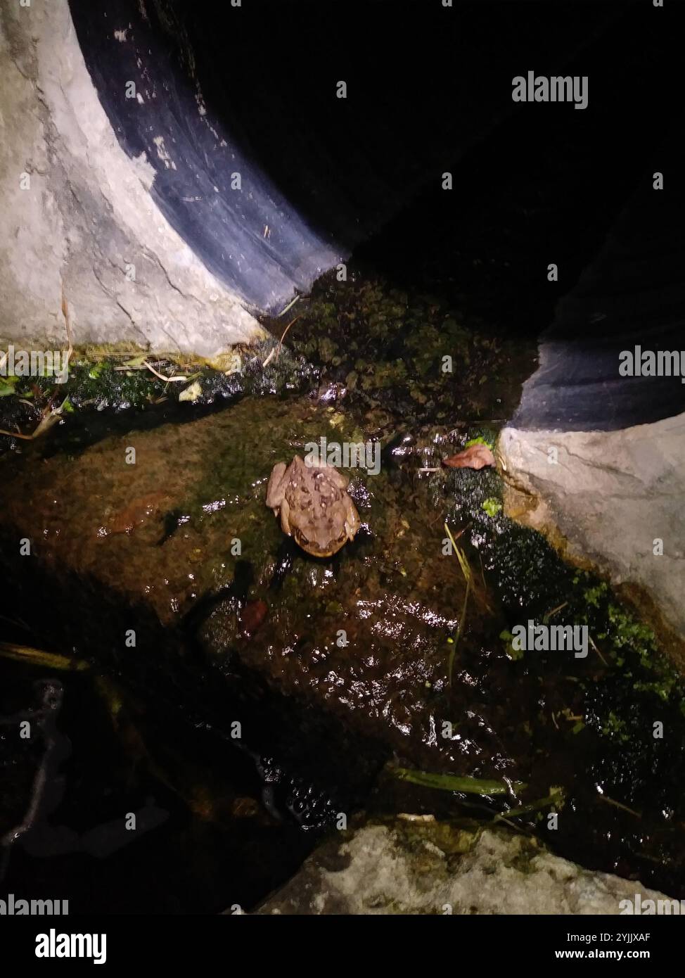 Beaked Toads (Rhinella Stock Photo - Alamy