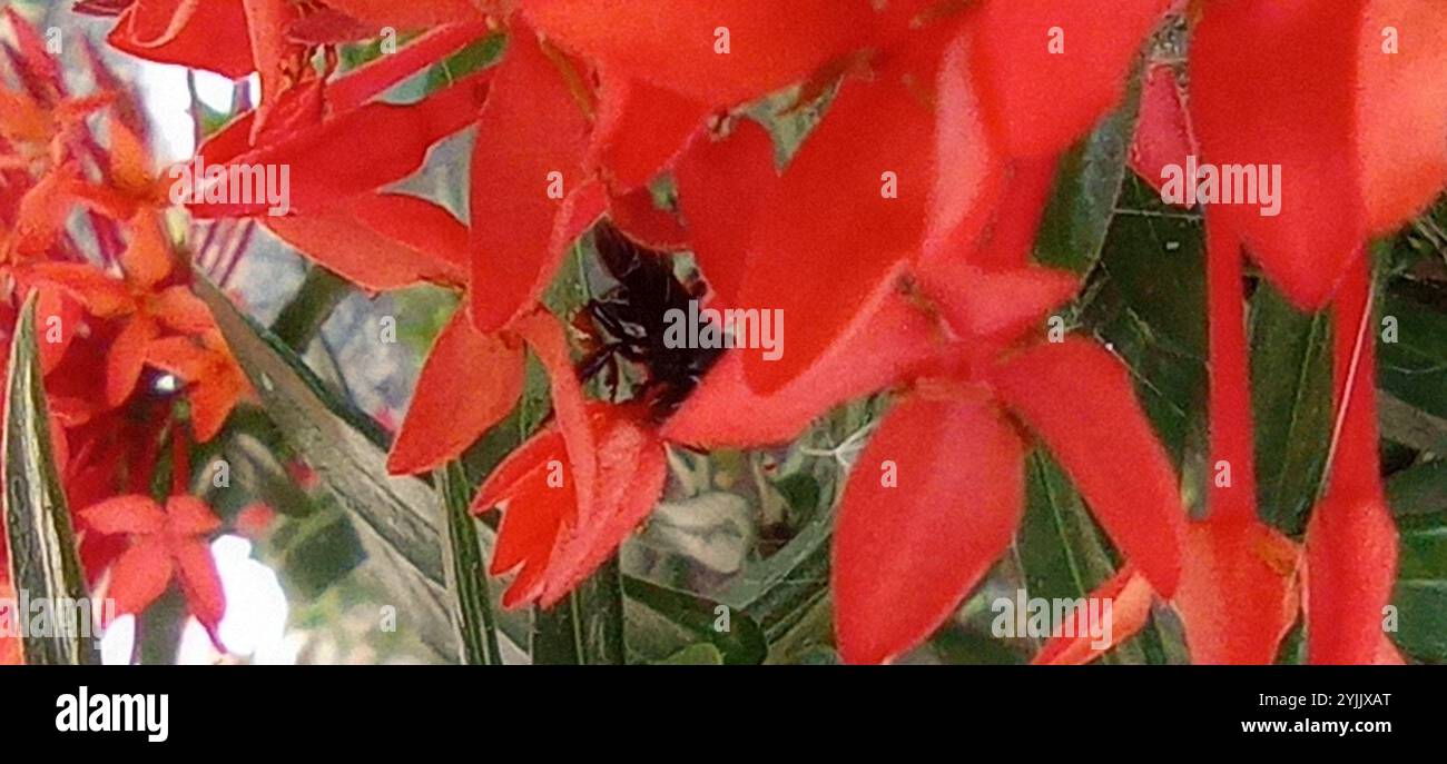 Spiny-legged Stingless bee (Trigona spinipes Stock Photo - Alamy