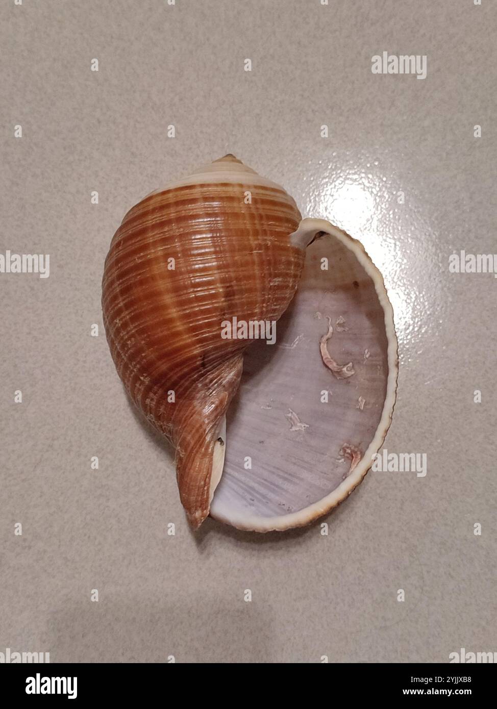 Giant Tun Snail (Tonna galea Stock Photo - Alamy