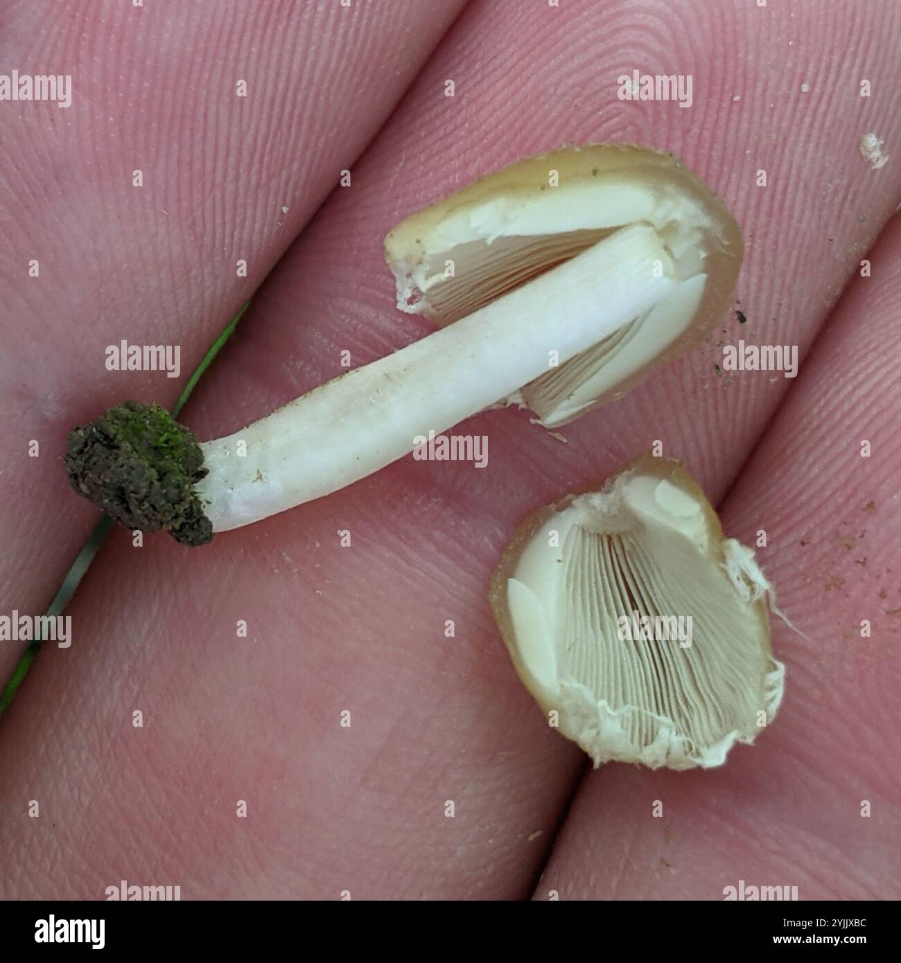 Brittlestems and Allies (Psathyrellaceae Stock Photo - Alamy