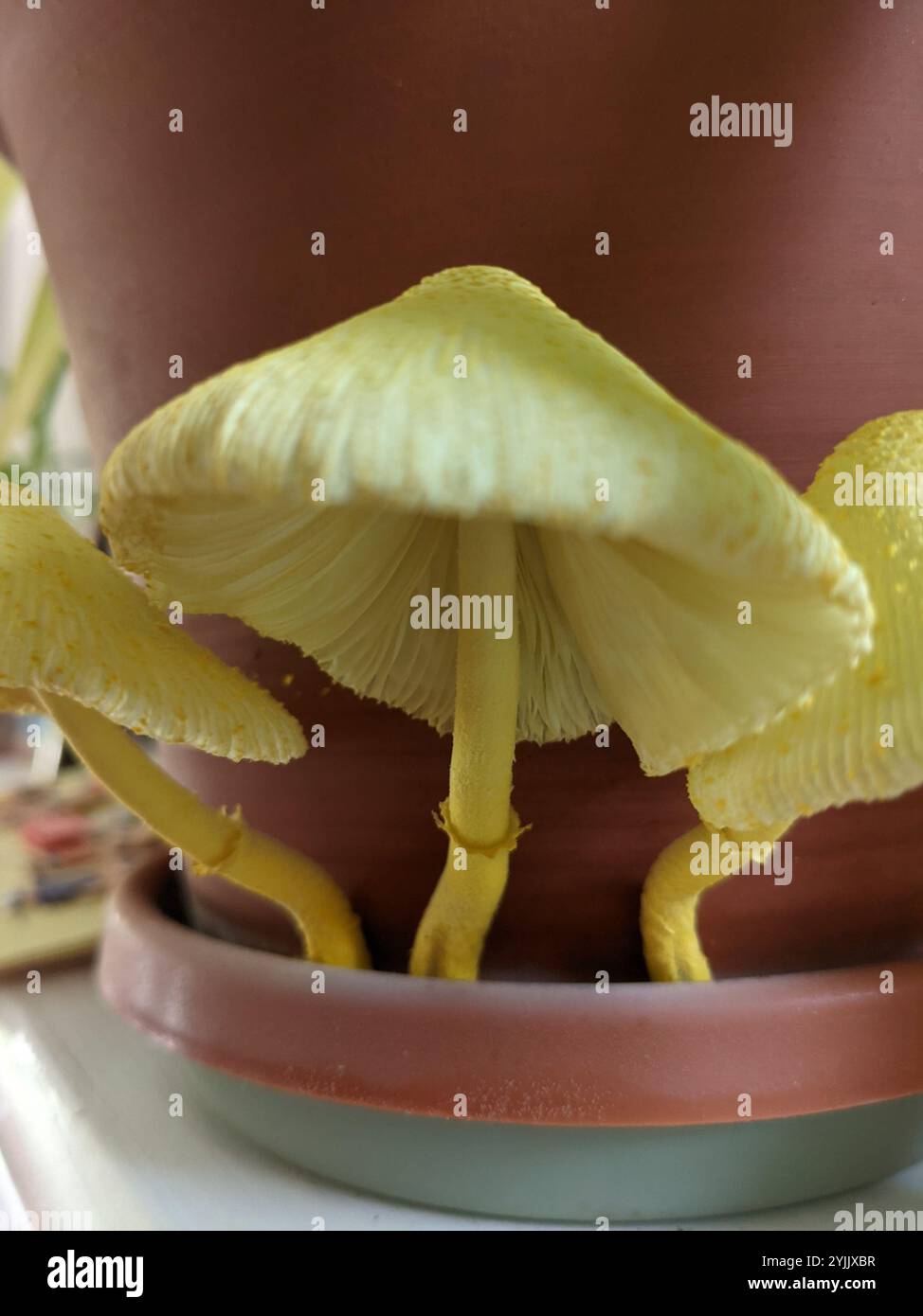 flowerpot parasol (Leucocoprinus birnbaumii Stock Photo - Alamy