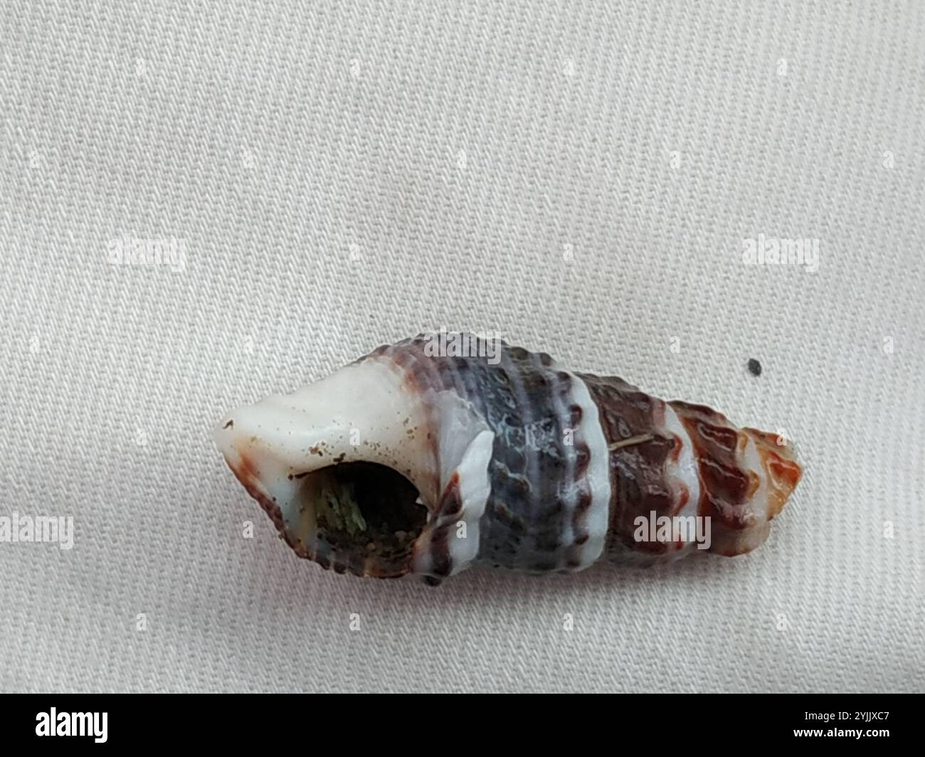 Zoned Horned Shell (Batillaria zonalis Stock Photo - Alamy