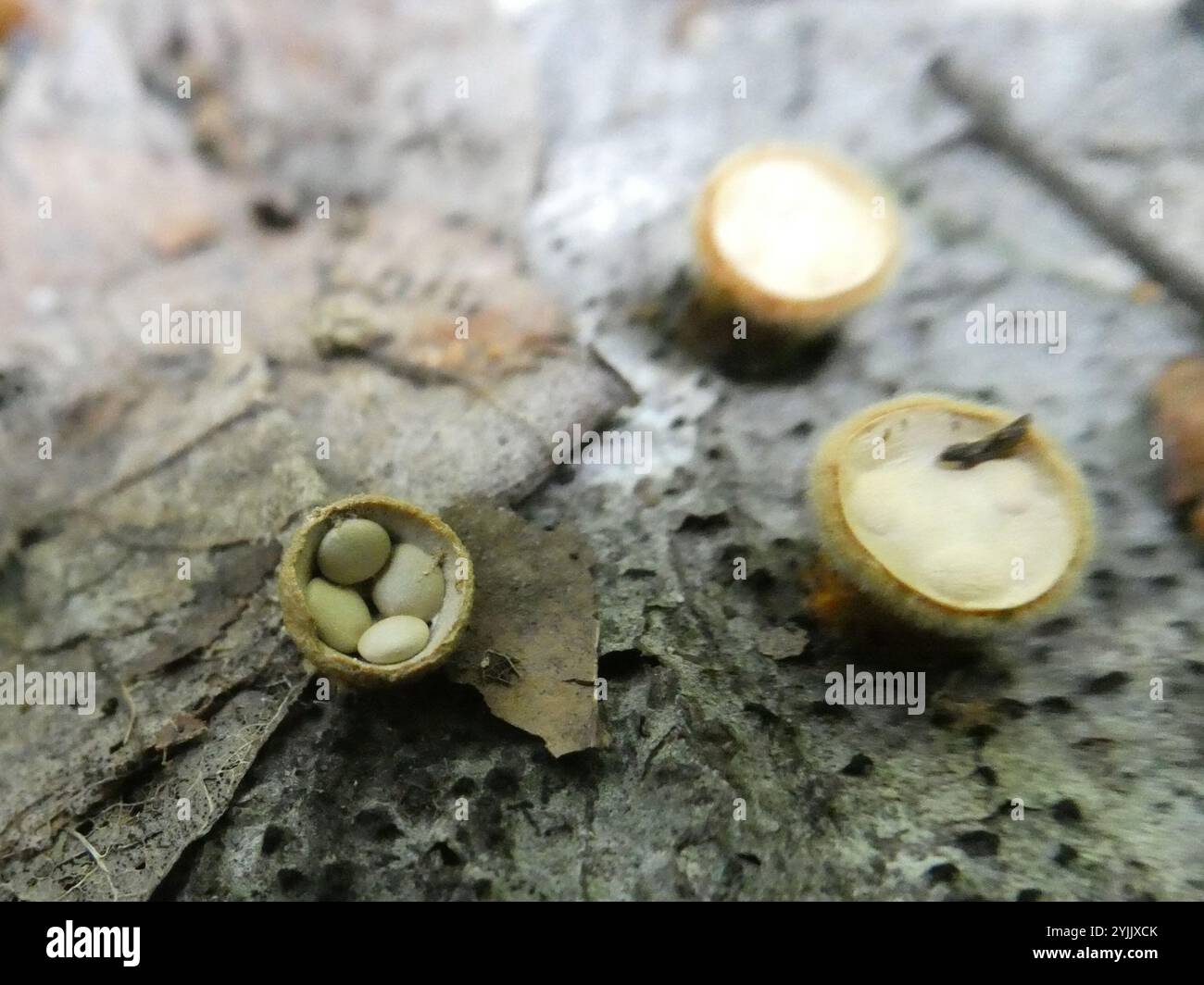 common bird's nest fungus (Crucibulum laeve Stock Photo - Alamy