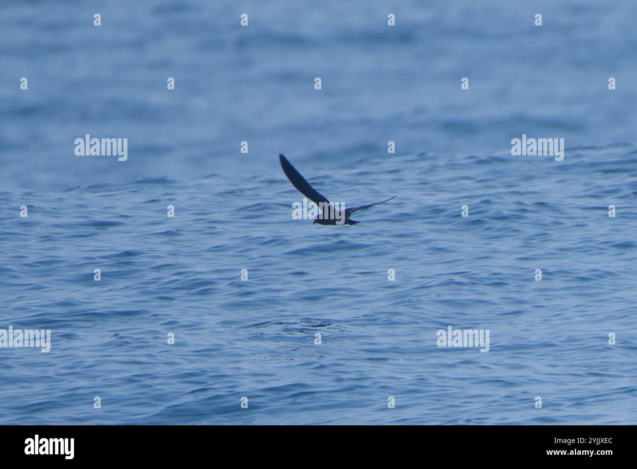 Black Storm-Petrel (Hydrobates melania Stock Photo - Alamy