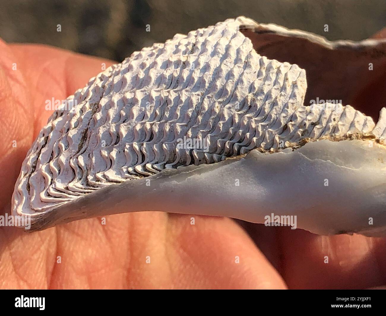 Rough piddock hi-res stock photography and images - Alamy