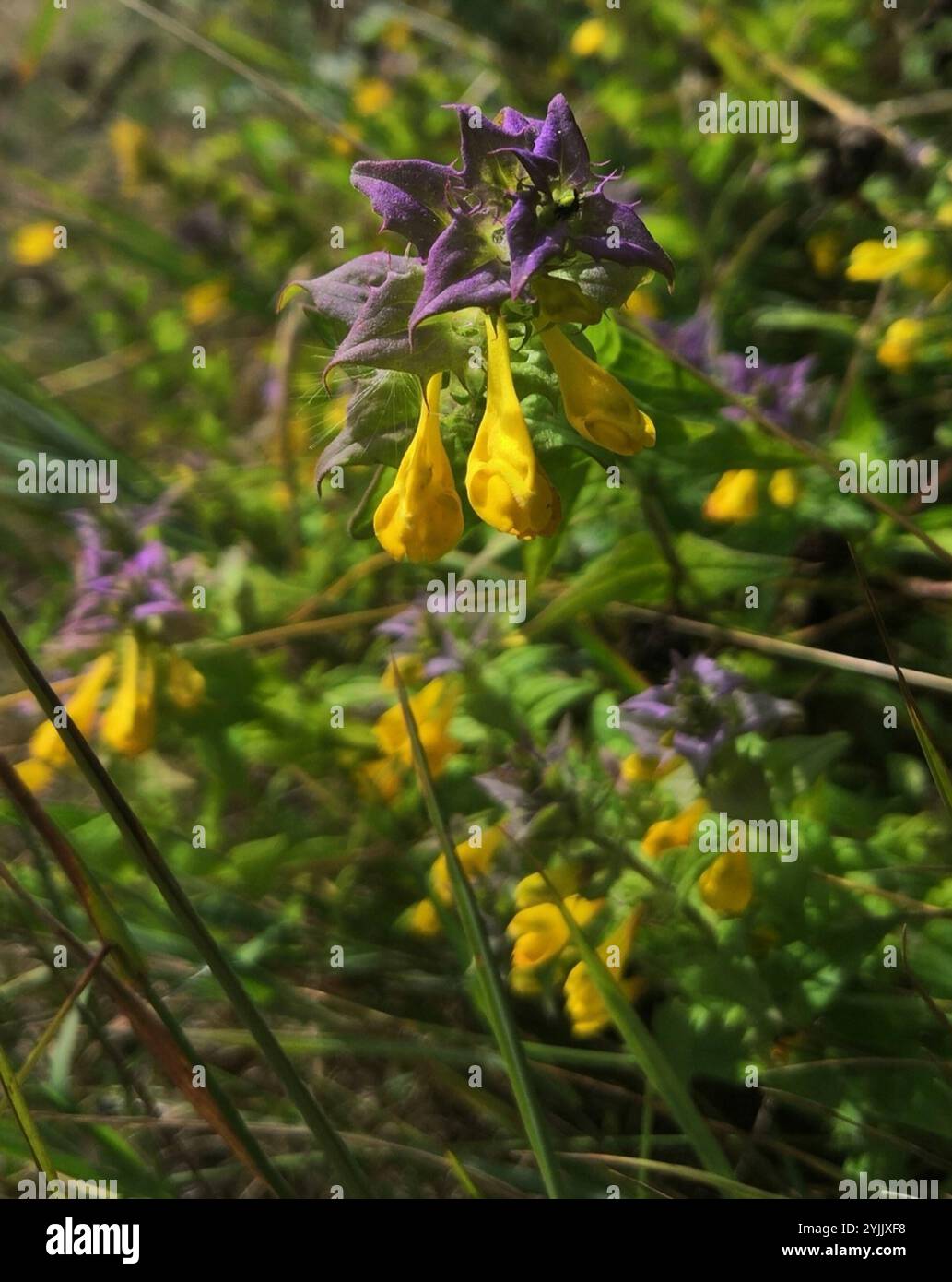 Wood Cow-wheat (Melampyrum nemorosum Stock Photo - Alamy