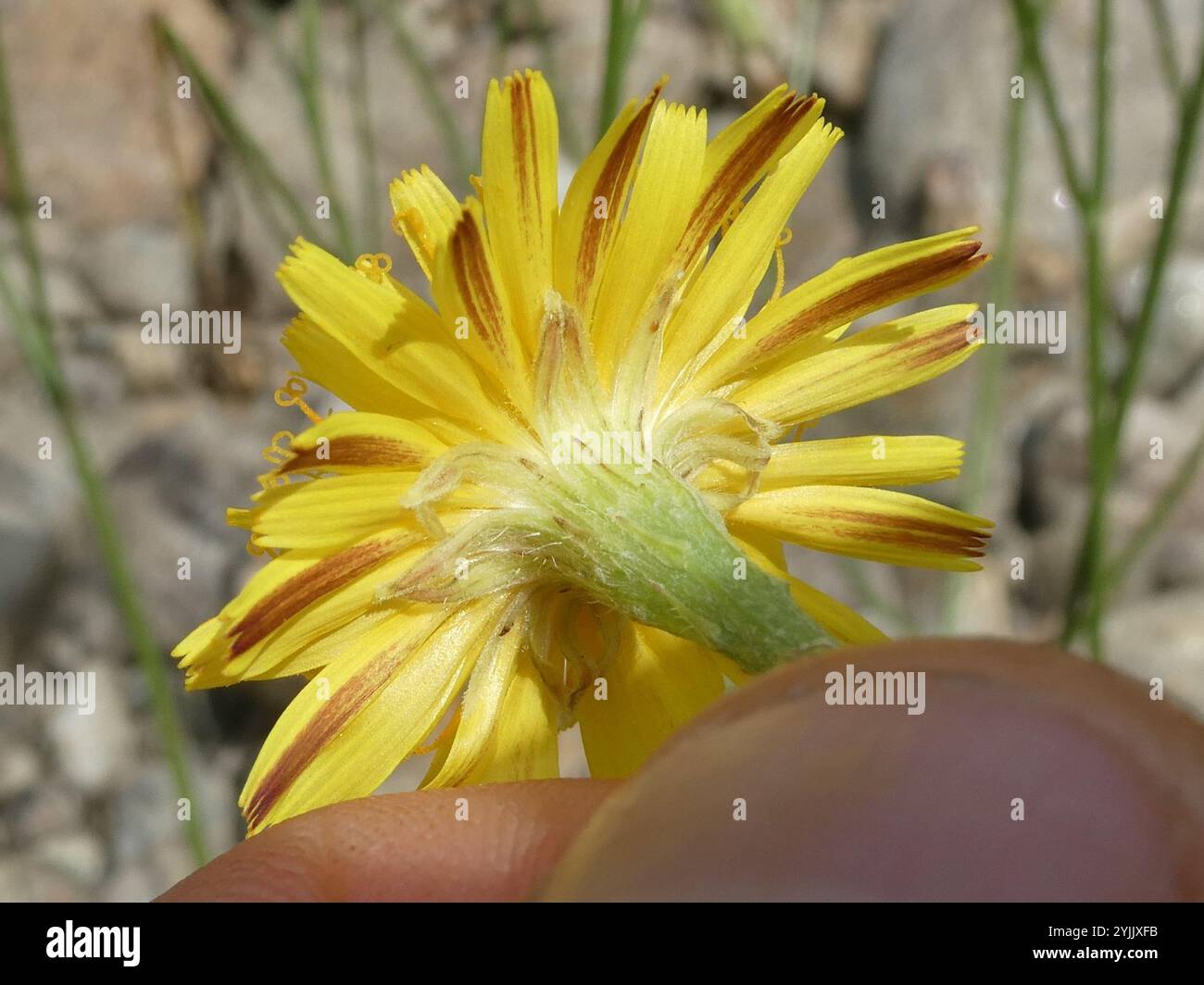 Autumn Hawkbit (Scorzoneroides autumnalis Stock Photo - Alamy