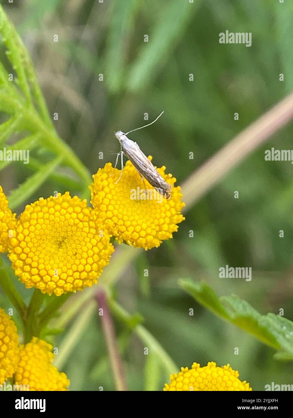 white-border neb (Isophrictis striatella Stock Photo - Alamy