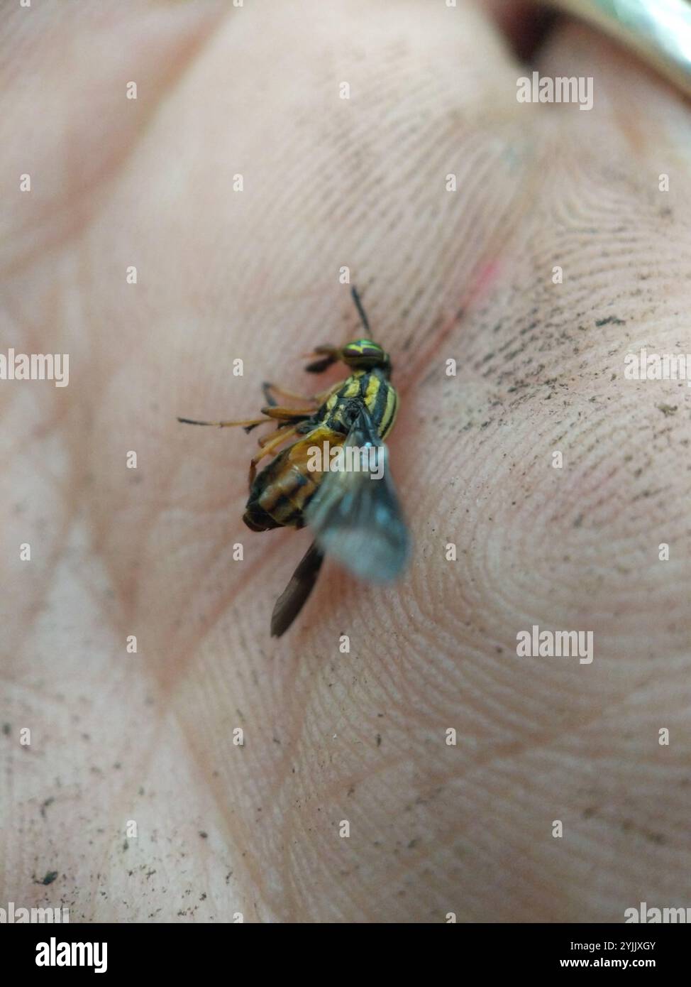 Deer Flies (Chrysops Stock Photo - Alamy