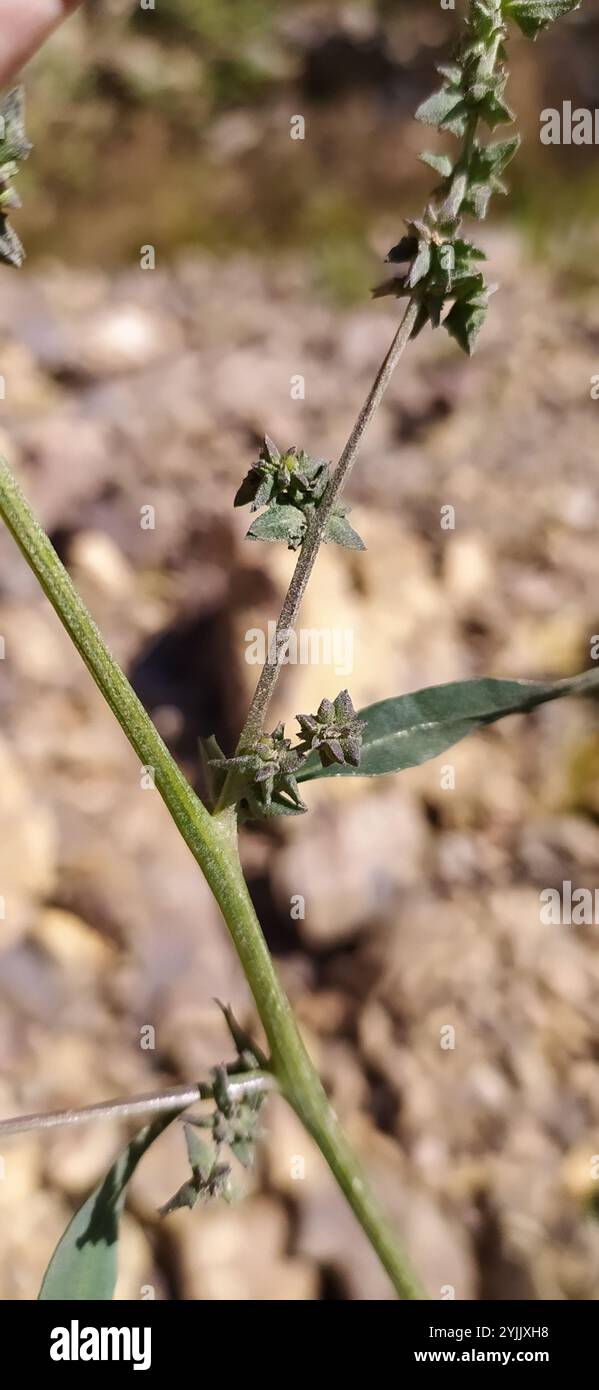 Common Orache (Atriplex patula Stock Photo - Alamy