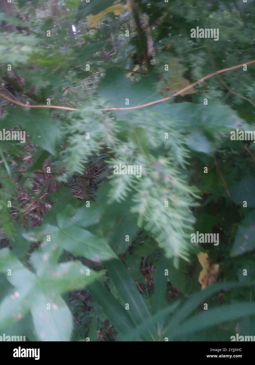 Japanese climbing fern (Lygodium japonicum Stock Photo - Alamy