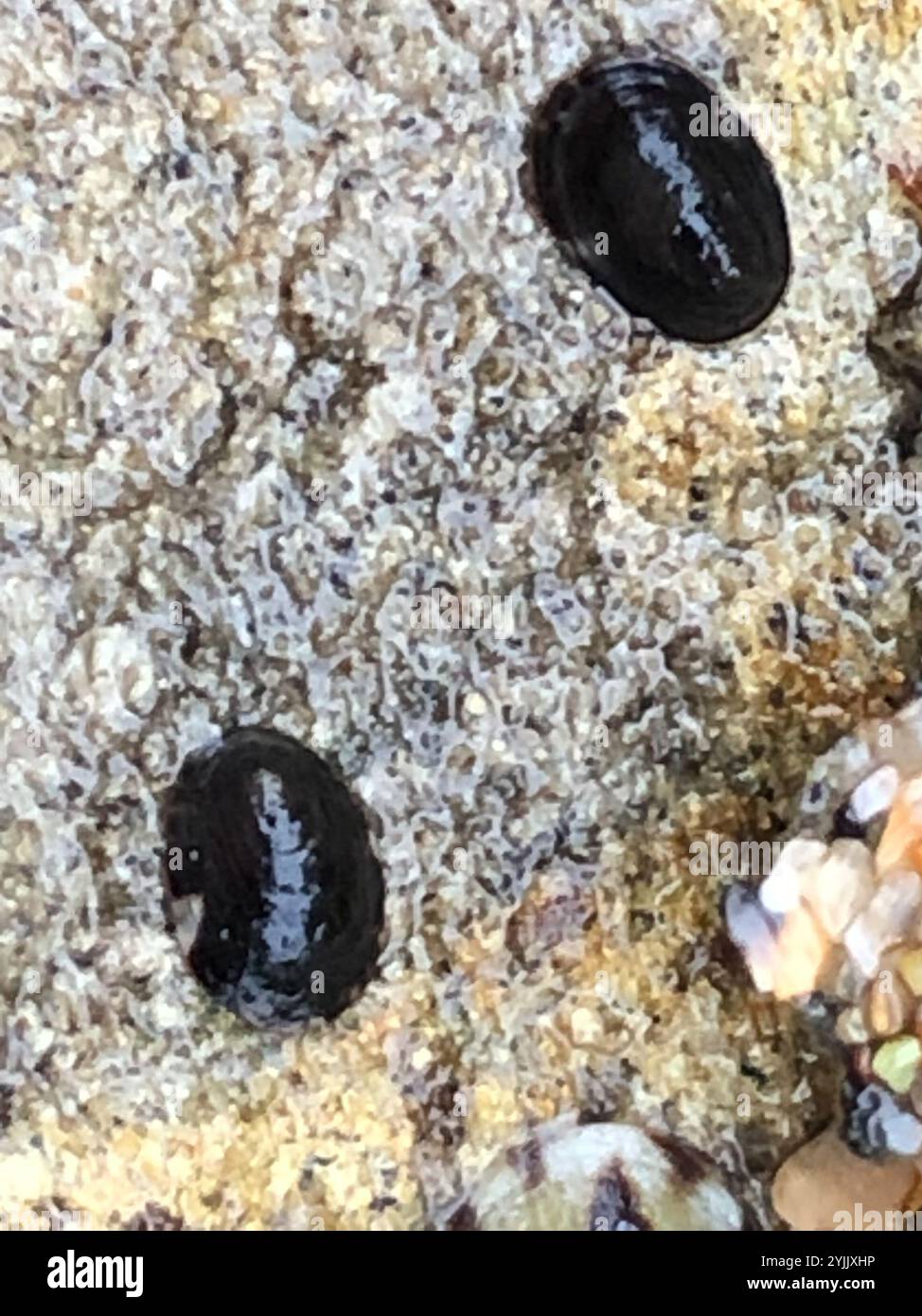 Patellid Limpets (Patellidae Stock Photo - Alamy