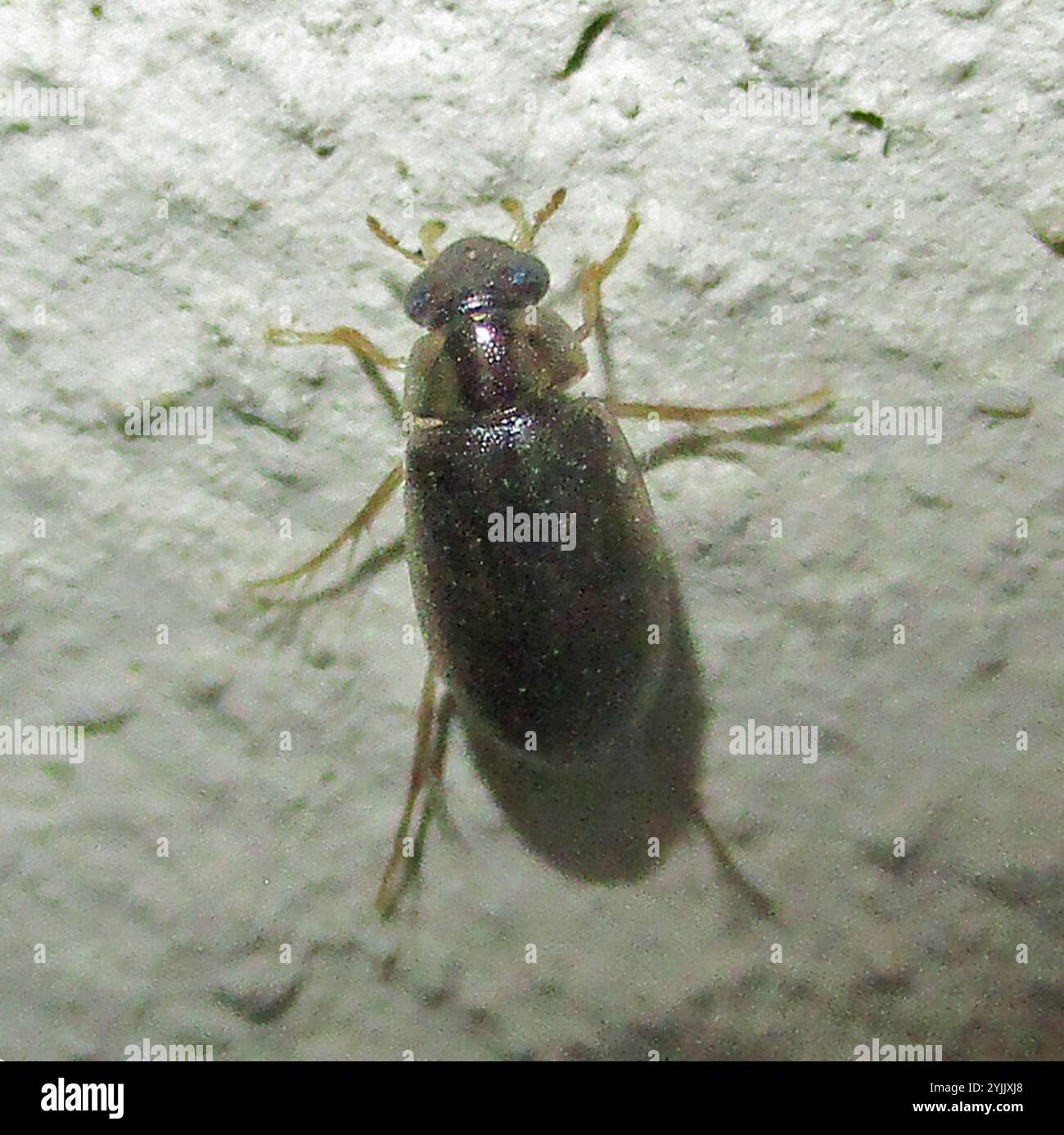 Berosus hi-res stock photography and images - Alamy