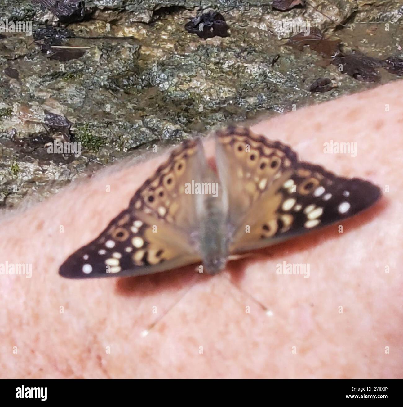 Hackberry Emperor (Asterocampa celtis Stock Photo - Alamy