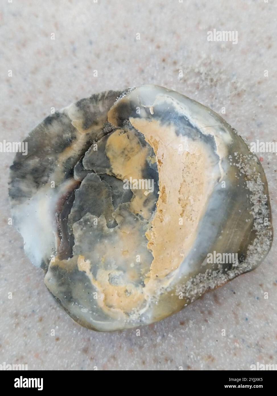 Oysters ostreidae hi-res stock photography and images - Alamy