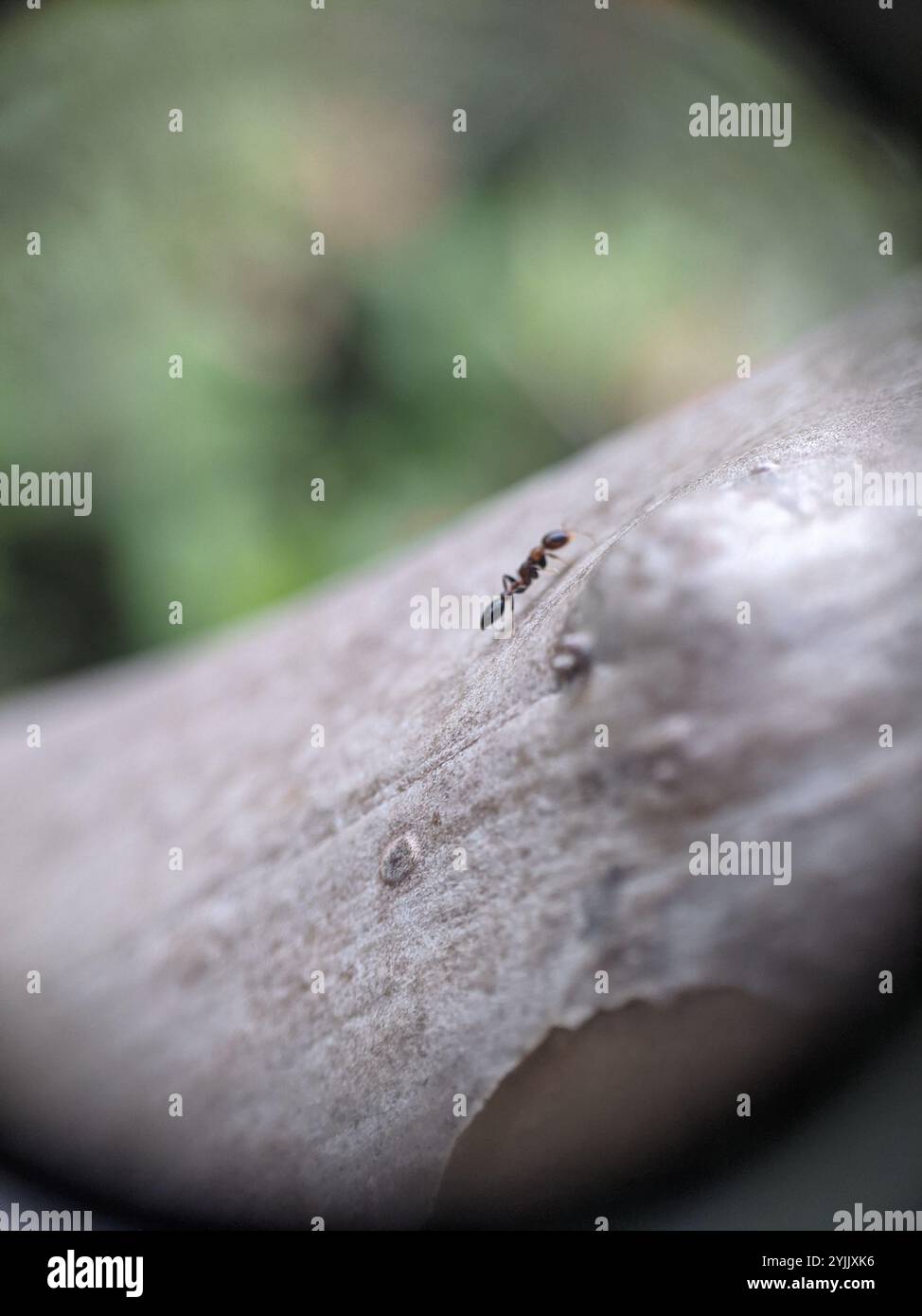 Shining Dark Twig Ant (Pseudomyrmex ejectus Stock Photo - Alamy