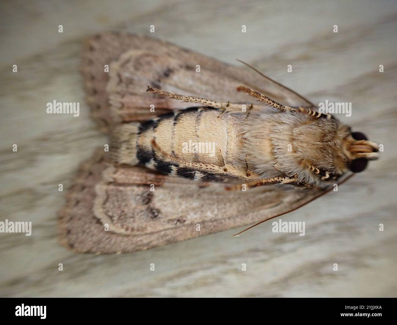 Eurasian Copper Underwing (Amphipyra pyramidea Stock Photo - Alamy
