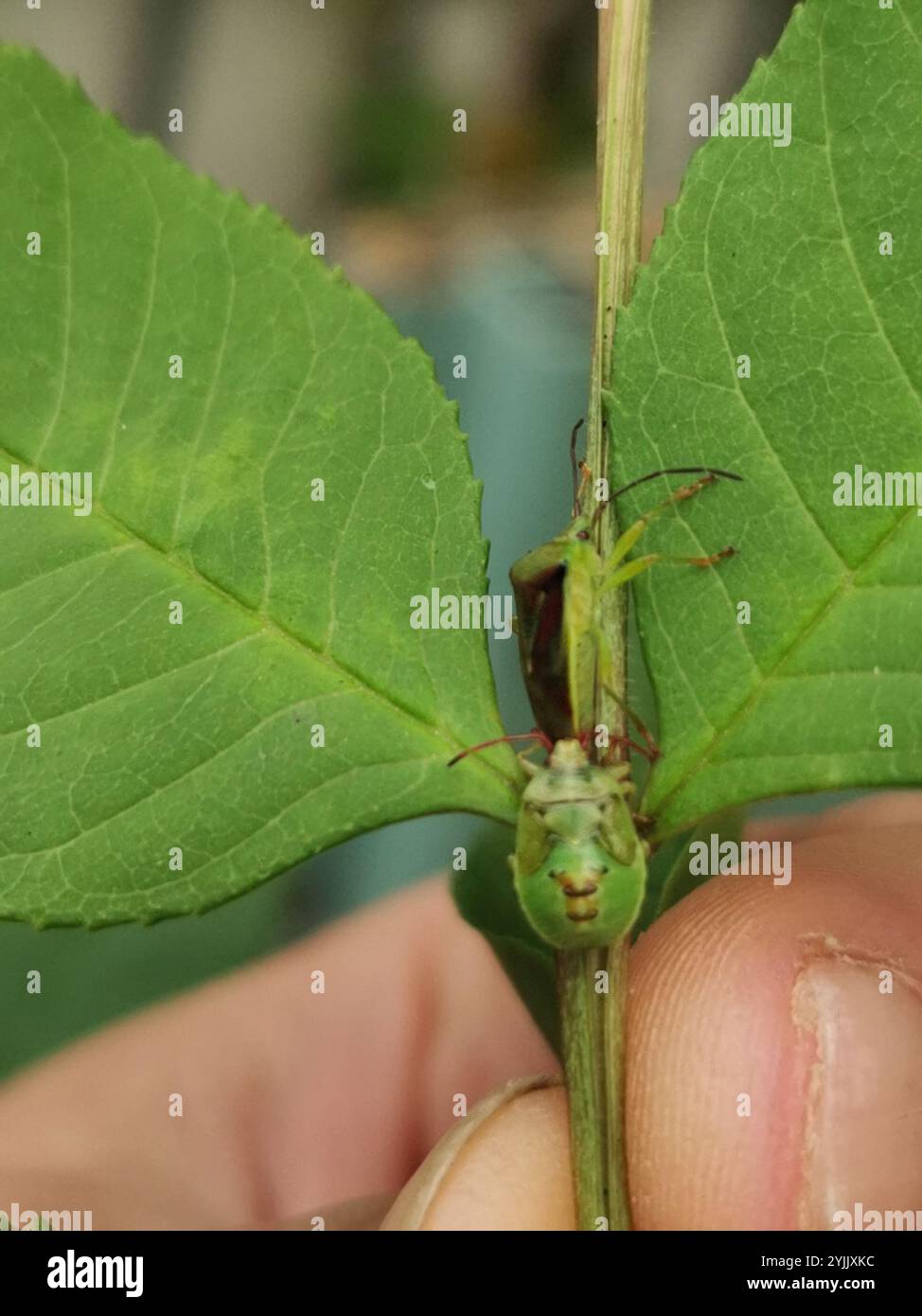 Birch Shield Bug (Elasmostethus interstinctus Stock Photo - Alamy