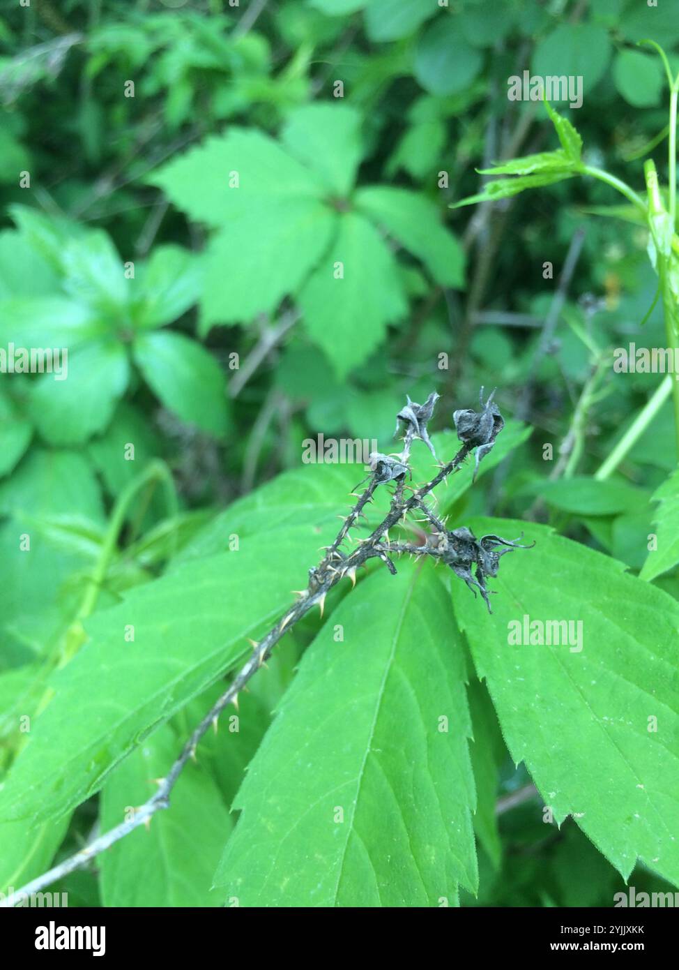 black raspberry (Rubus occidentalis Stock Photo - Alamy