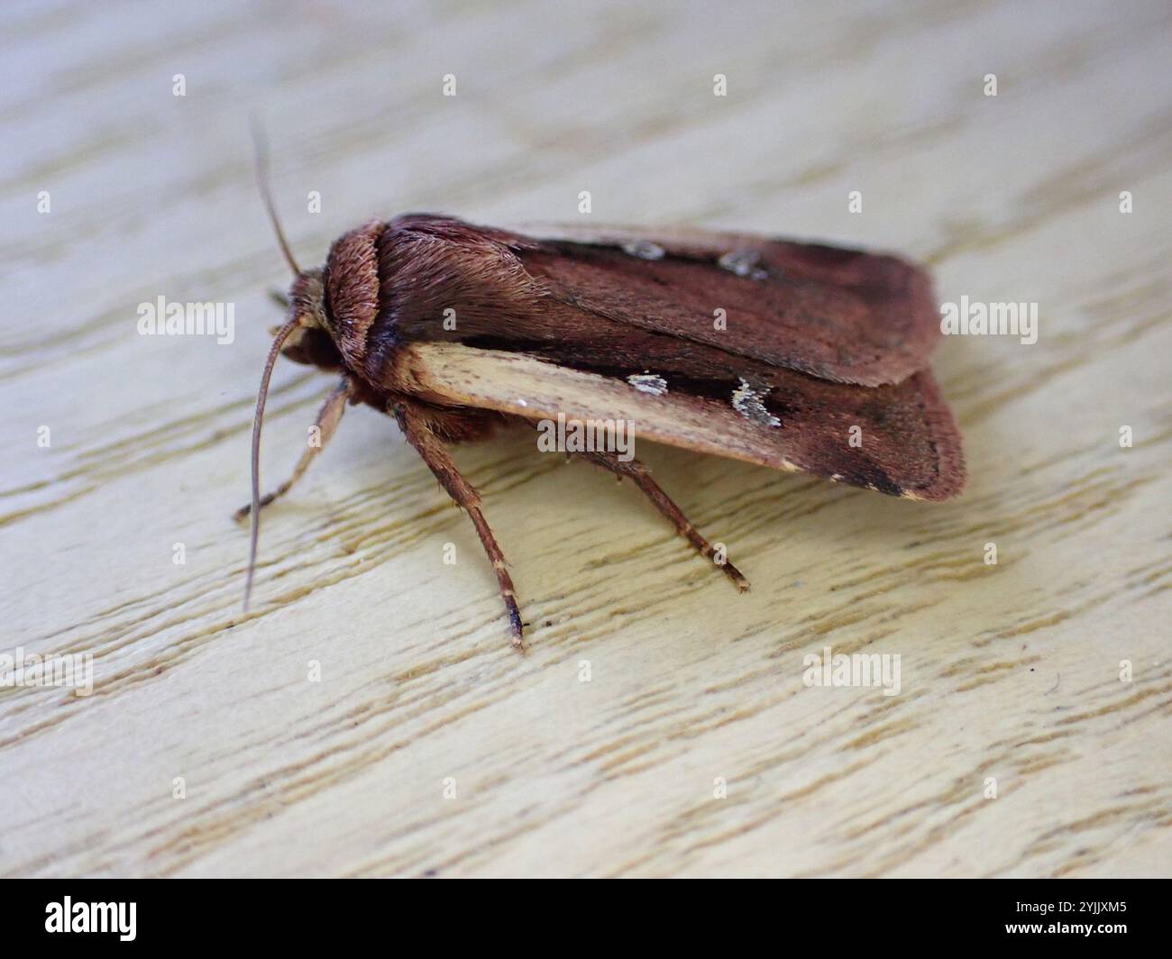 Flame Shoulder Moth (Ochropleura plecta Stock Photo - Alamy