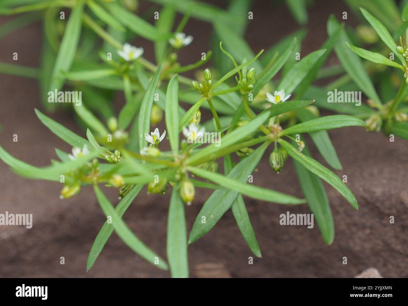 Mollugo verticillata hi-res stock photography and images - Alamy