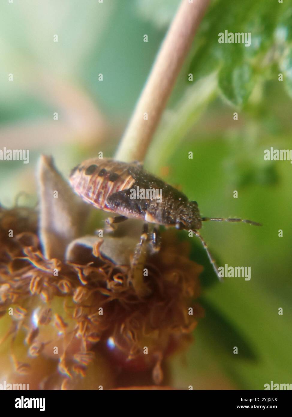 Nettle ground bug (Heterogaster urticae Stock Photo - Alamy