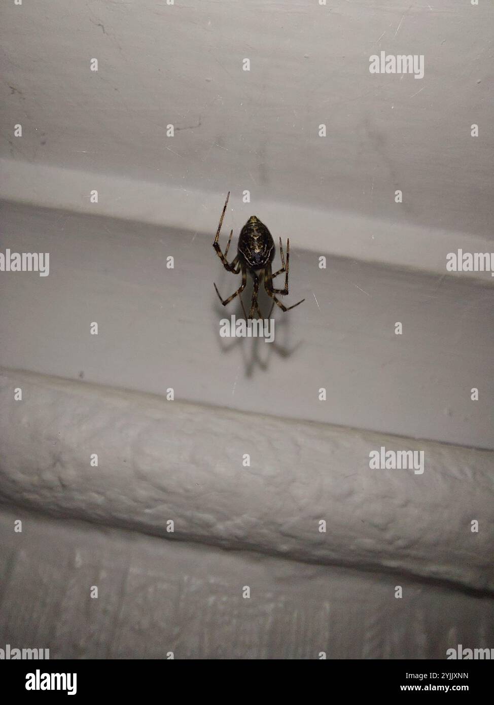 Common House Spider (Parasteatoda tepidariorum Stock Photo - Alamy