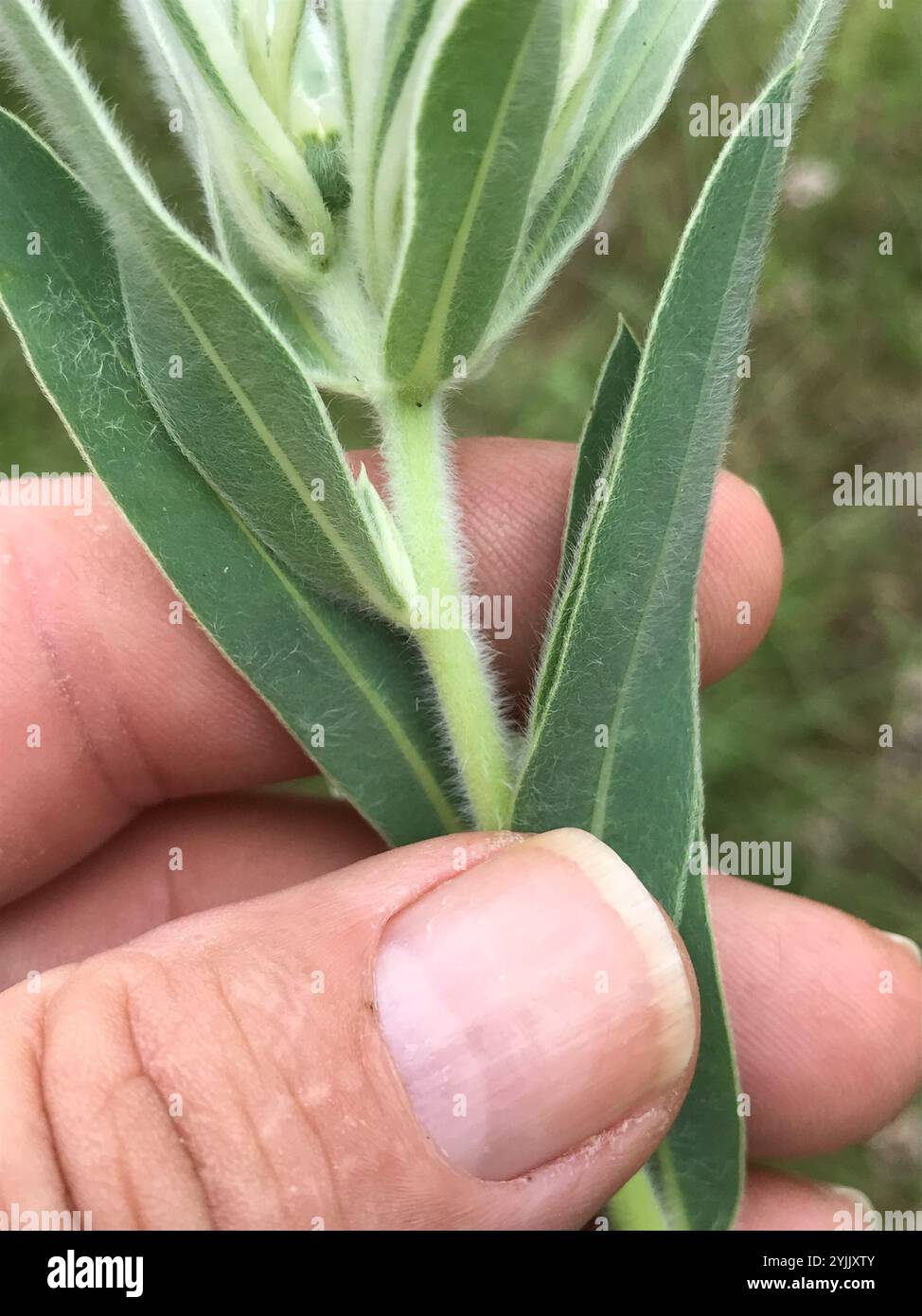 snow-on-the-prairie (Euphorbia bicolor Stock Photo - Alamy