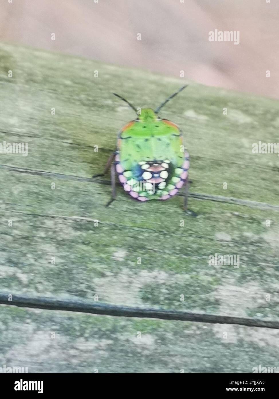 Southern Green Stink Bug (Nezara viridula Stock Photo - Alamy