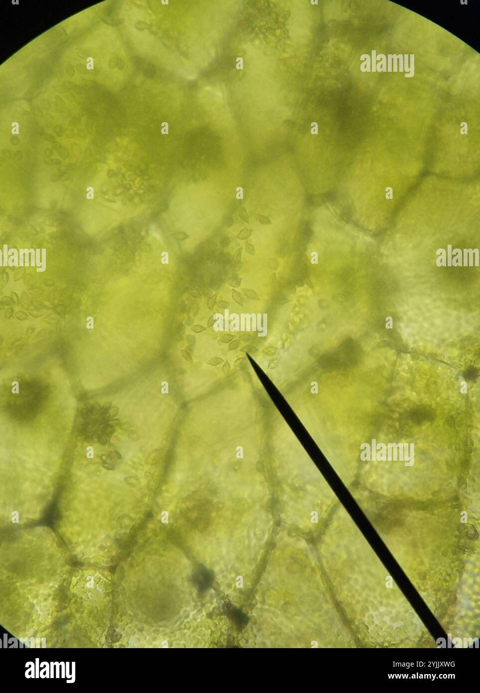 common pellia (Pellia epiphylla Stock Photo - Alamy