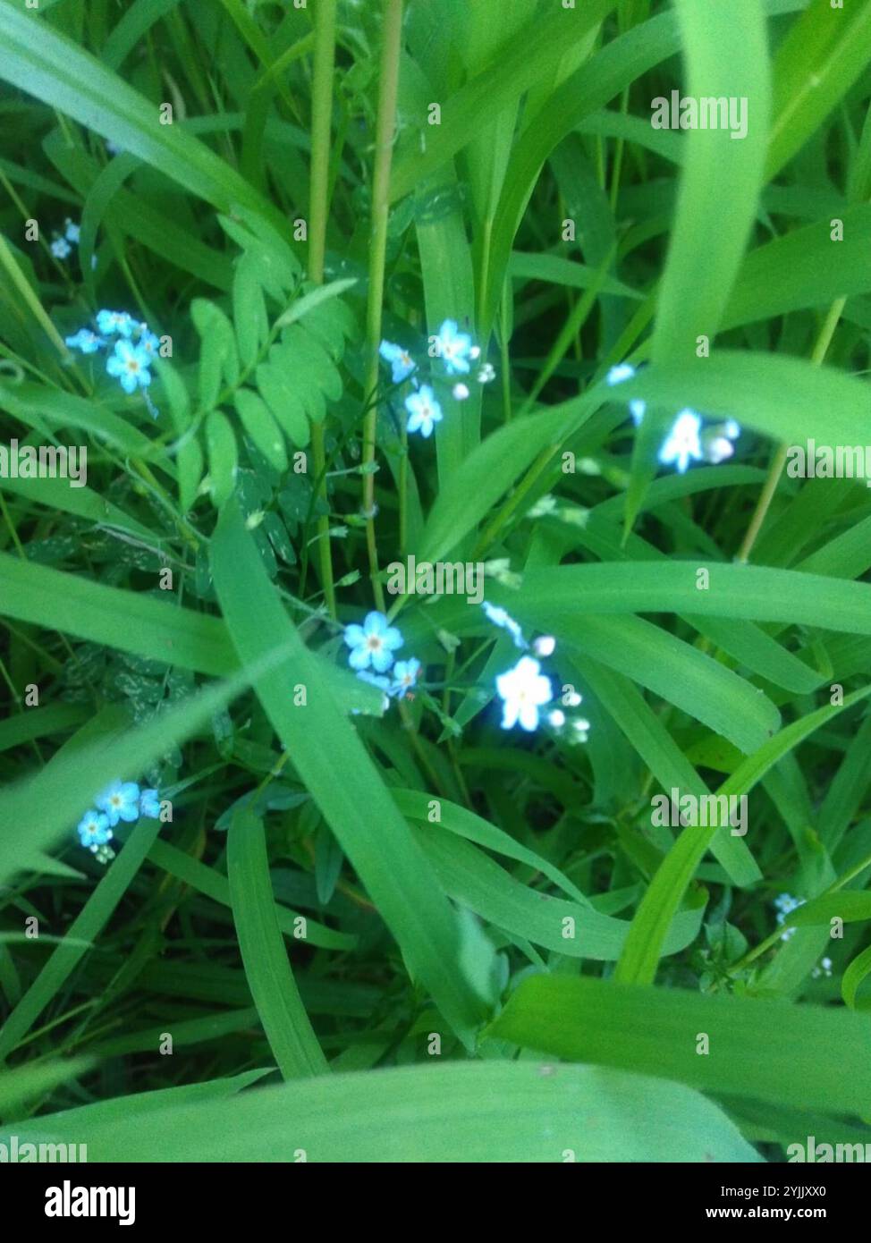 water forget-me-not (Myosotis scorpioides Stock Photo - Alamy