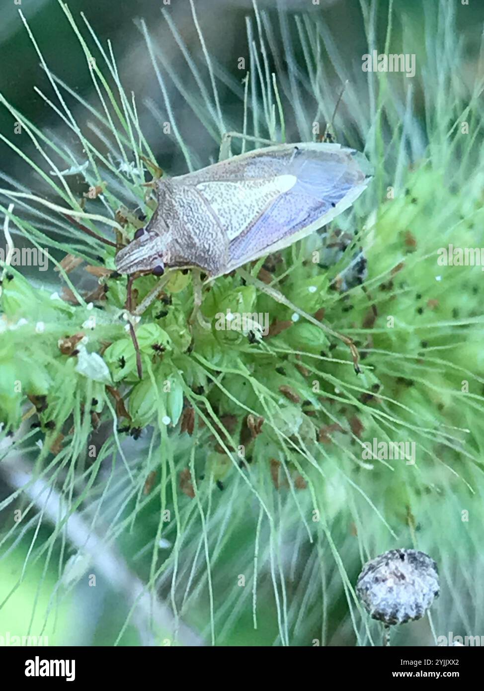 Rice stink bug hi-res stock photography and images - Alamy