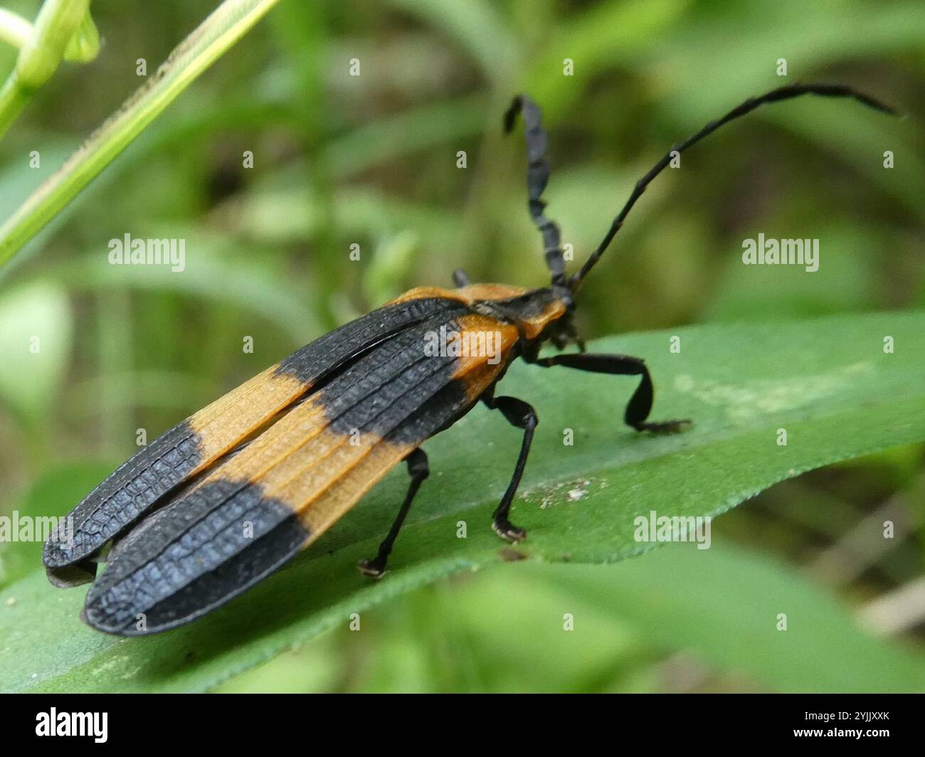 Reticulated net winged beetle hi-res stock photography and images - Alamy