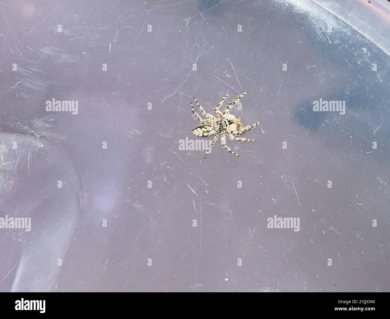 Tan jumping spider hi-res stock photography and images - Alamy