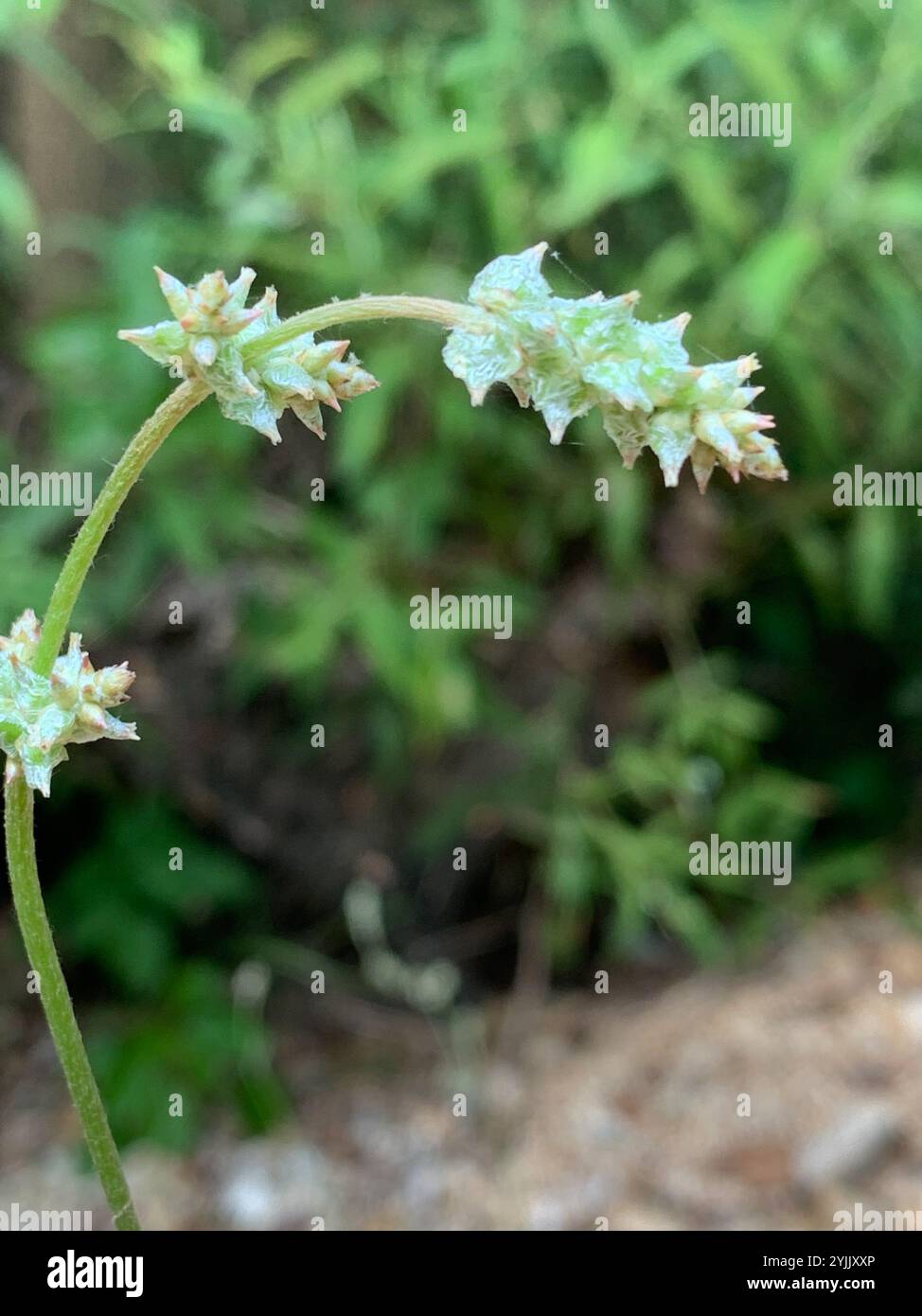 Slender Snakecotton (Froelichia gracilis Stock Photo - Alamy