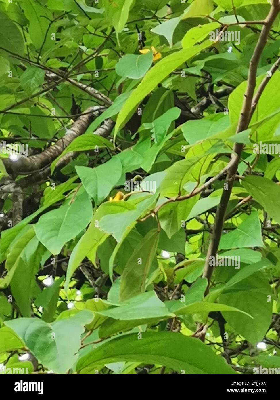 Mallow and Hibiscus Family (Malvaceae Stock Photo - Alamy