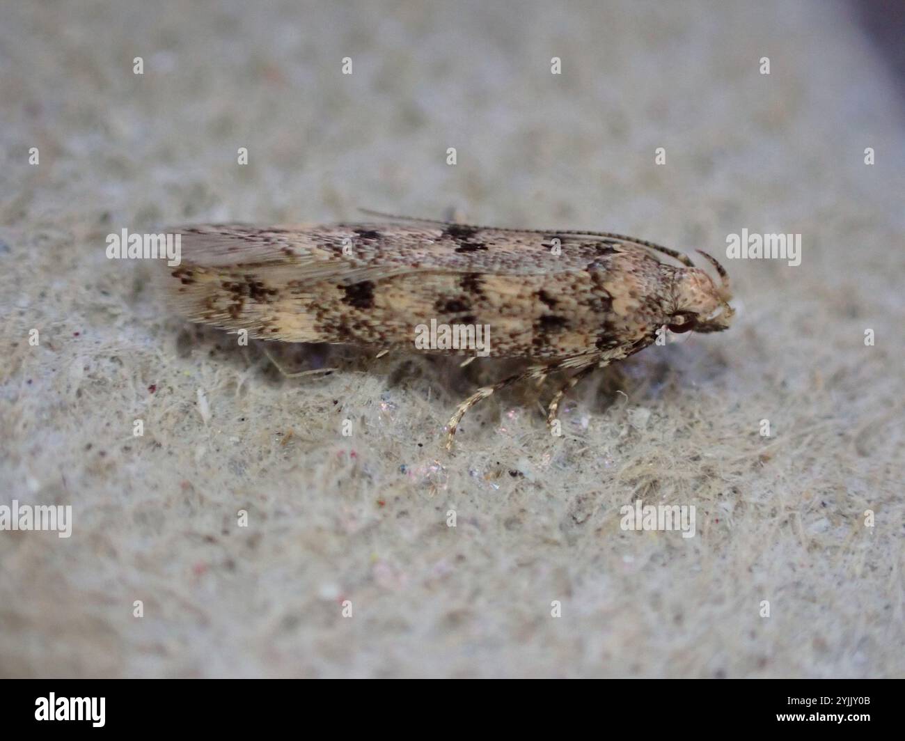 Bryotropha hi-res stock photography and images - Alamy