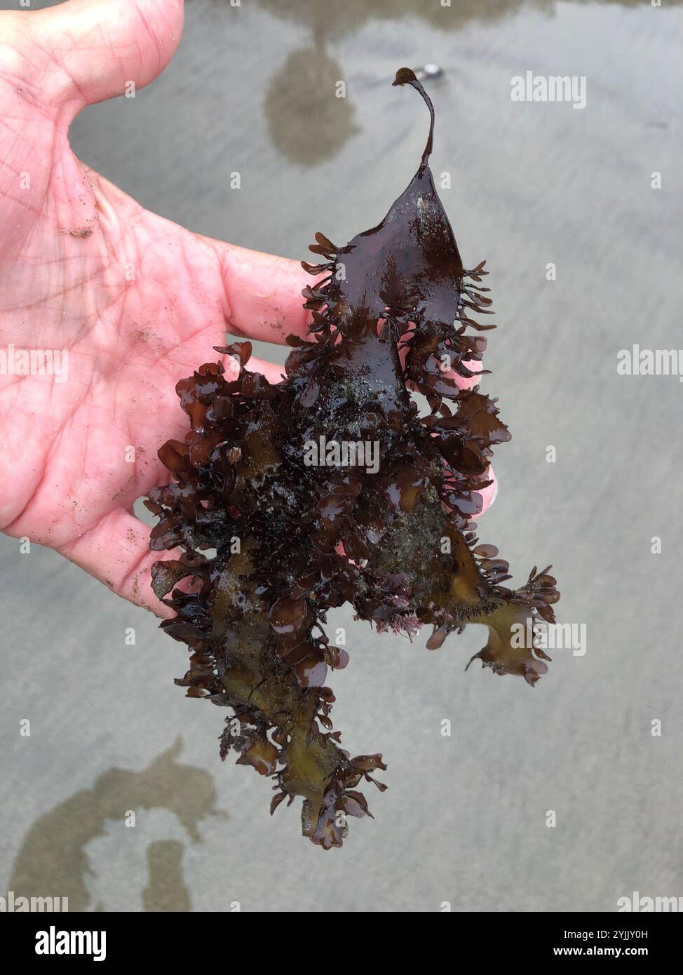 red algae (Rhodophyta Stock Photo - Alamy