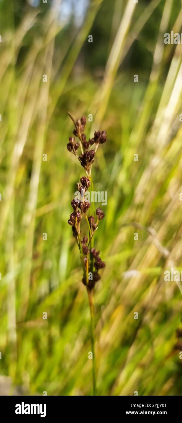 Flattened Rush (Juncus compressus Stock Photo - Alamy