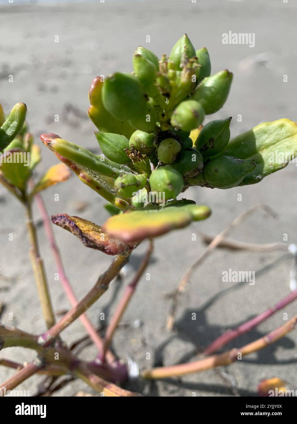 American searocket (Cakile edentula Stock Photo - Alamy