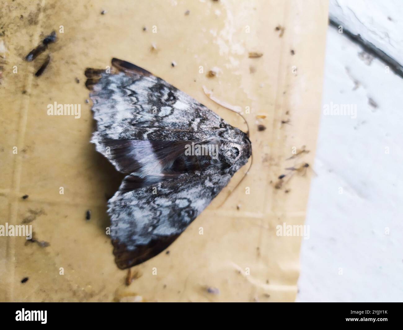 Blue underwing hi-res stock photography and images - Alamy