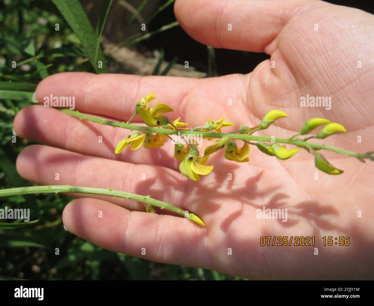lanceleaf rattlebox (Crotalaria lanceolata Stock Photo - Alamy