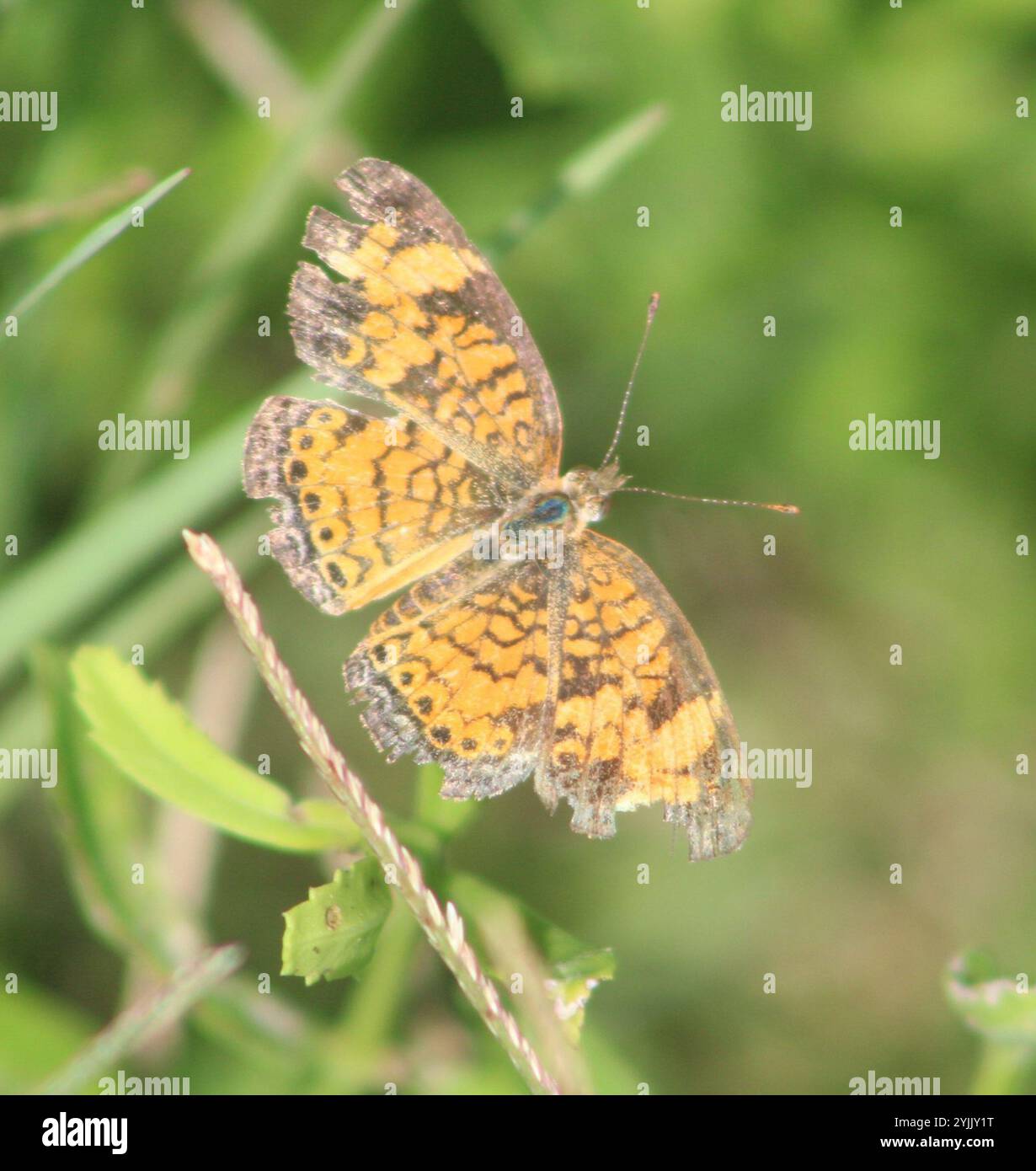 Pearl Crescent (Phyciodes tharos Stock Photo - Alamy