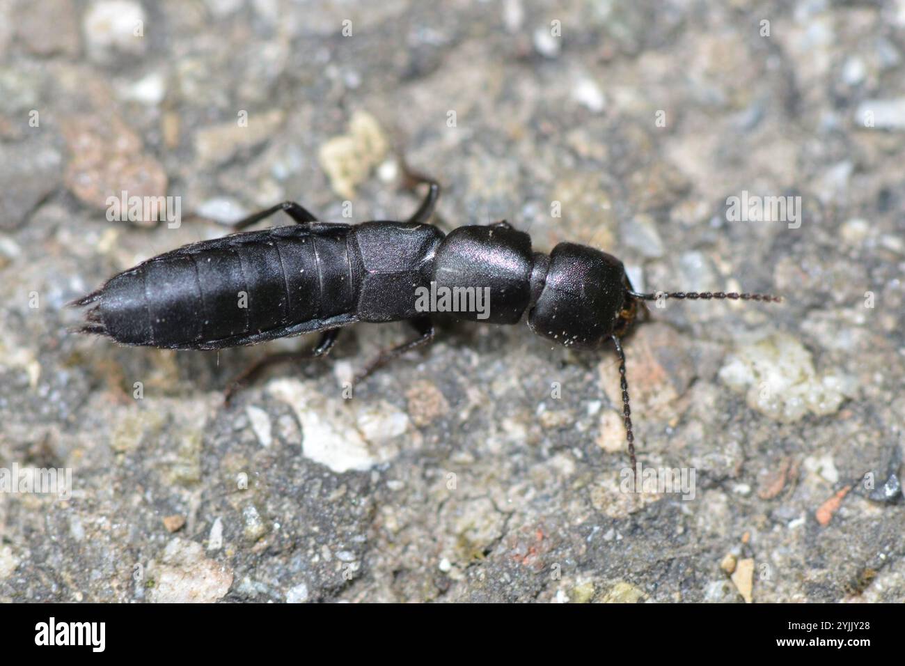 Ocypus nitens hi-res stock photography and images - Alamy