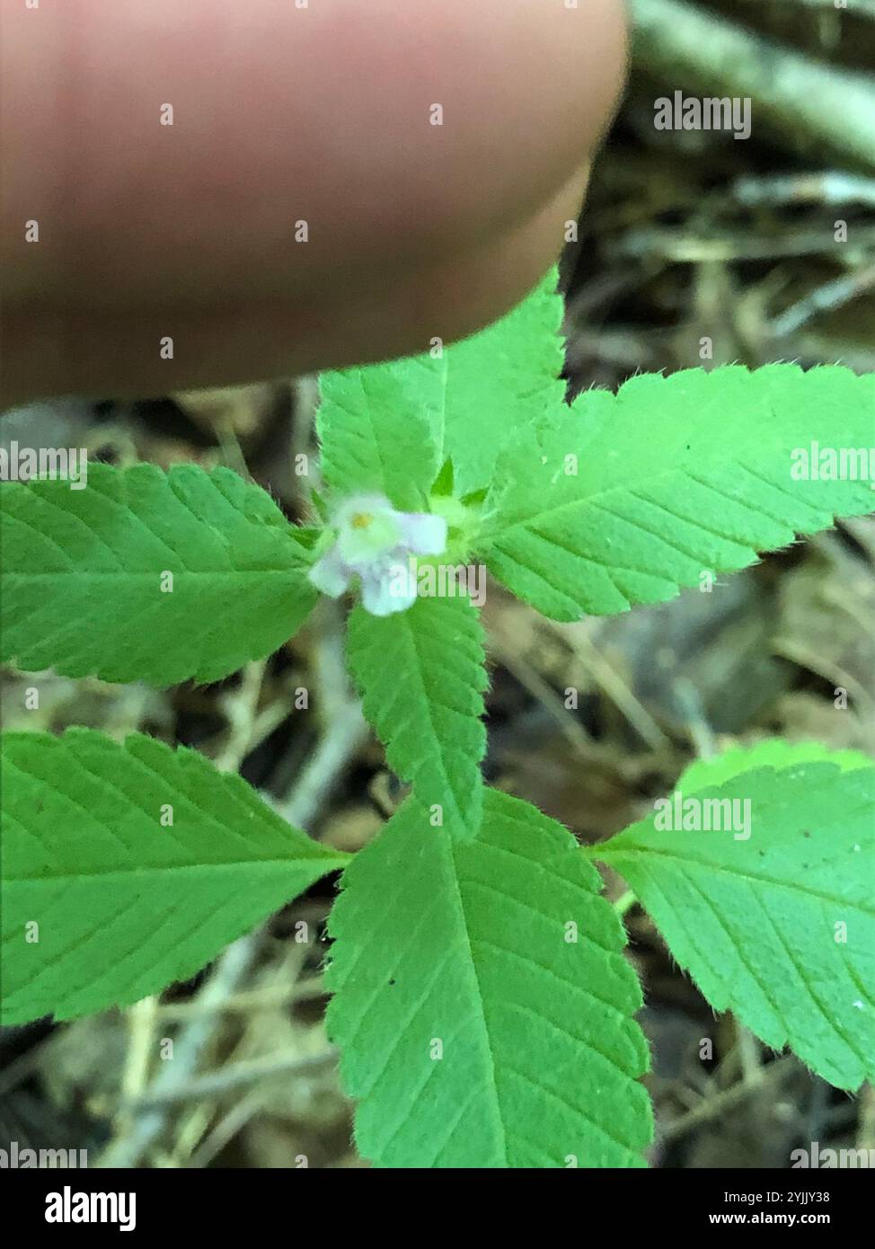 Common hemp-nettle (Galeopsis tetrahit Stock Photo - Alamy