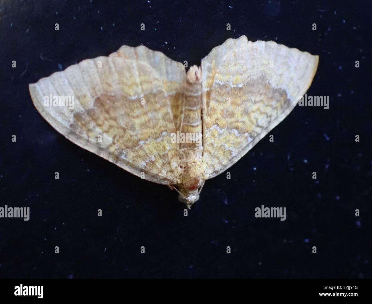 Yellow Shell Moth (Camptogramma bilineata Stock Photo - Alamy
