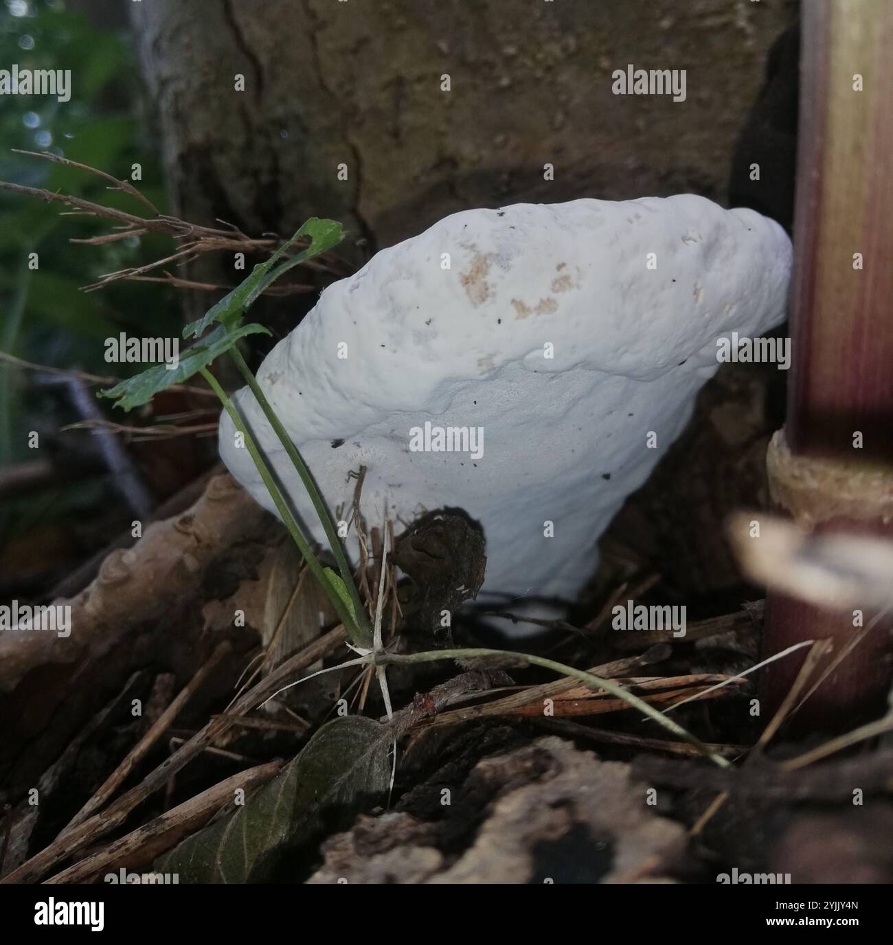 artist's bracket (Ganoderma applanatum Stock Photo - Alamy